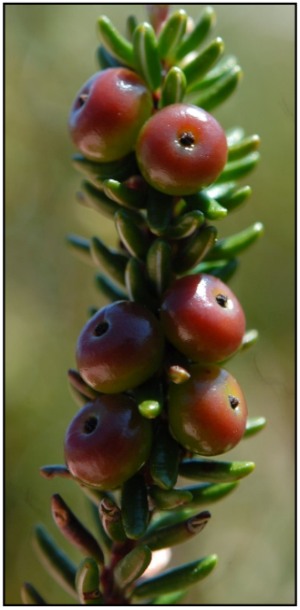 Naturhistorisk Forening for Fyn